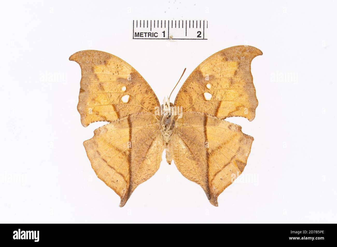 Zaretis pythagoras hi-res stock photography and images - Alamy