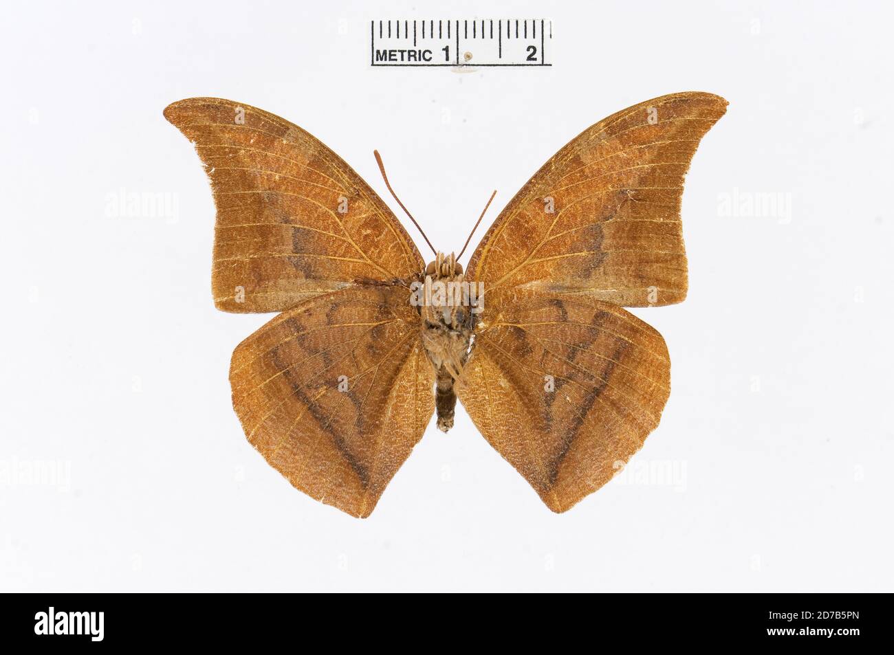 Polygrapha suprema hi-res stock photography and images - Alamy