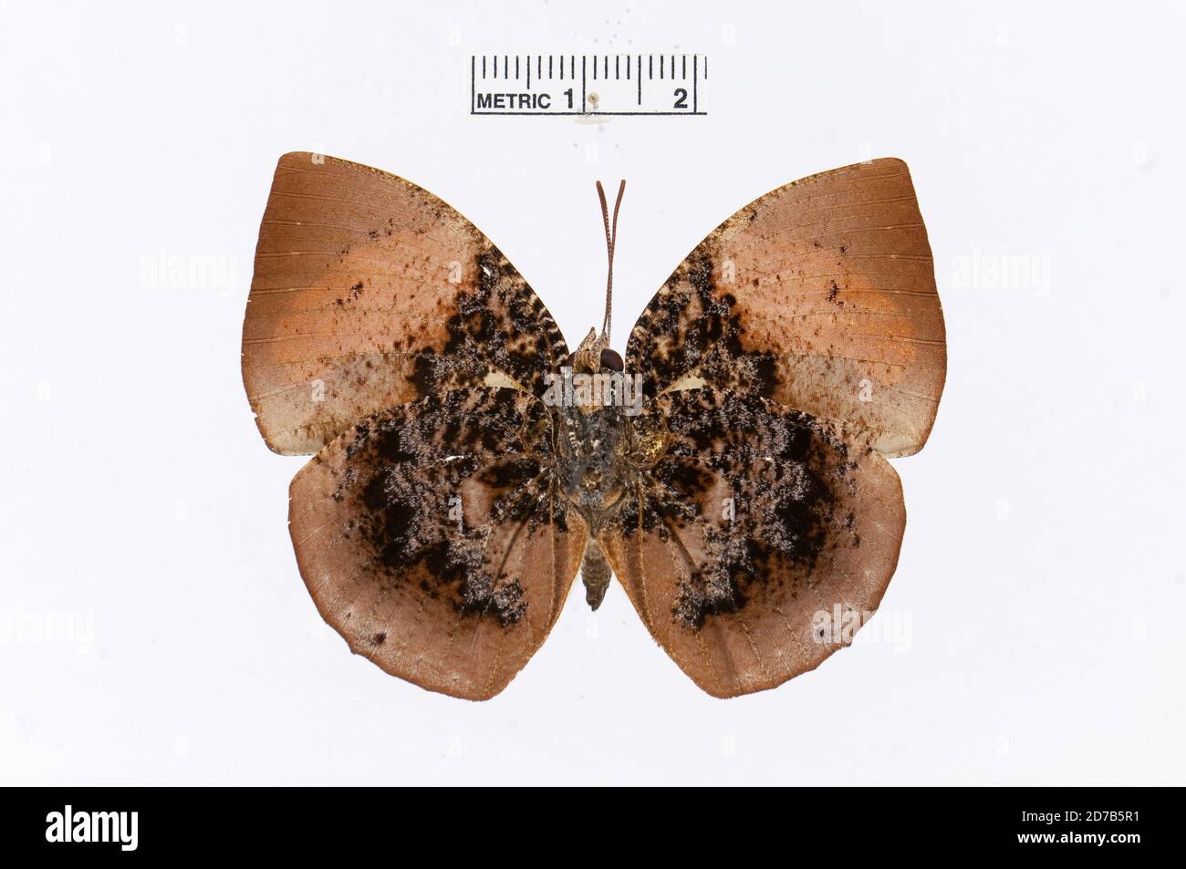 Pinned, Memphis anna (Staudinger, 1897), Animalia, Arthropoda, Insecta ...