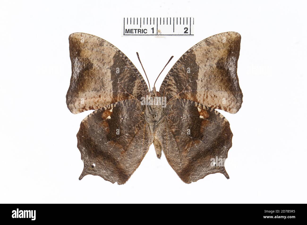 Pinned, Memphis lemnos (Druce, 1877), Animalia, Arthropoda, Insecta ...