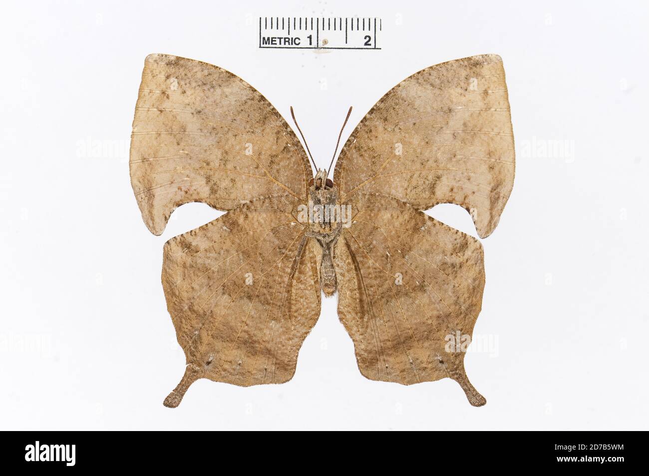 Pinned, Memphis pseudiphis (Staudinger, 1877), Animalia, Arthropoda ...