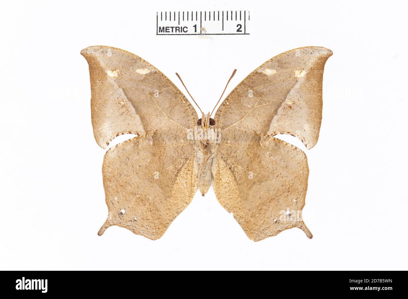 Memphis appias hi-res stock photography and images - Alamy