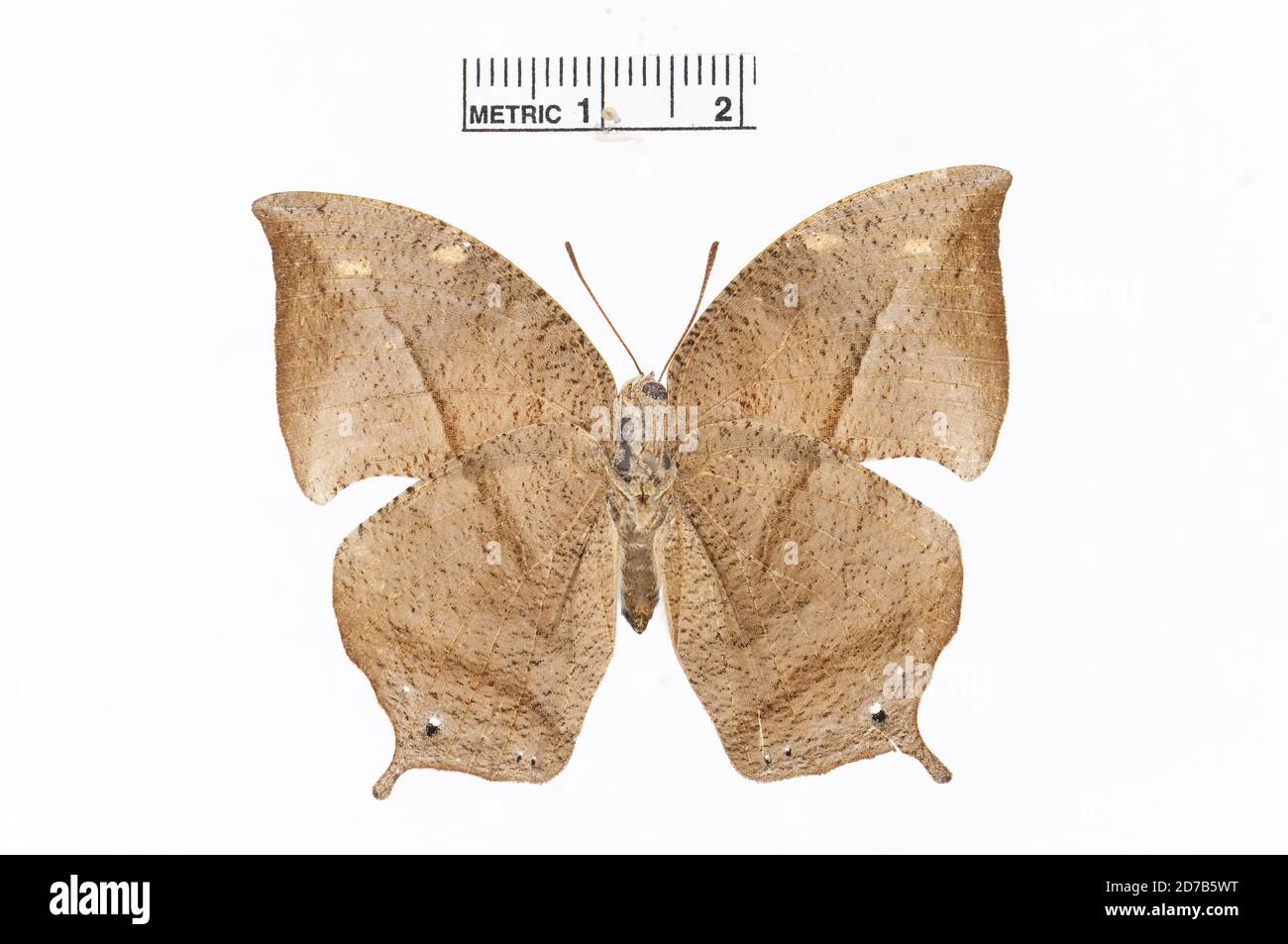 Xenocles hi-res stock photography and images - Alamy