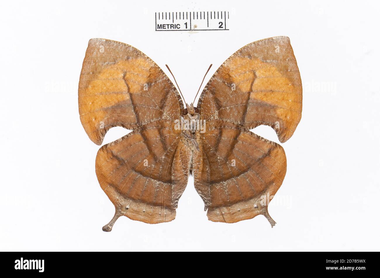 1849 animalia hi-res stock photography and images - Alamy