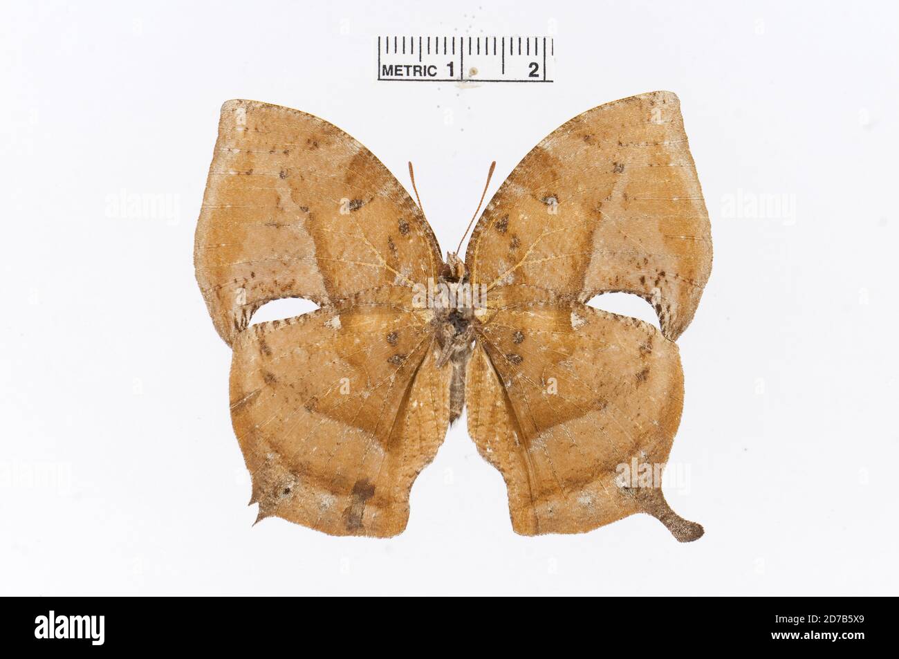 Pinned, Memphis lyceus (Druce, 1877), Animalia, Arthropoda, Insecta ...