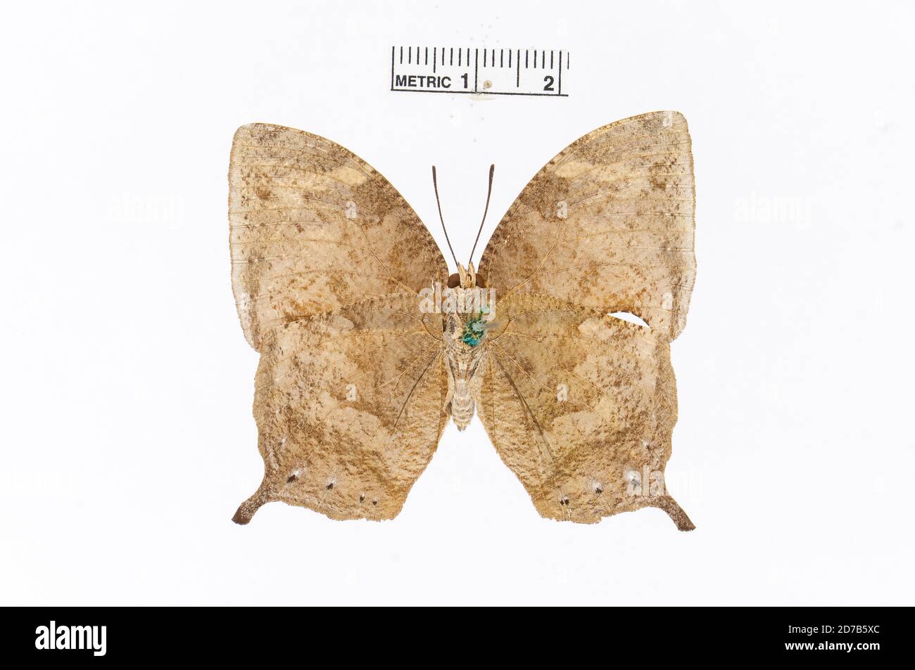 Pinned, Memphis laertes (Cramer, 1775), Animalia, Arthropoda, Insecta ...