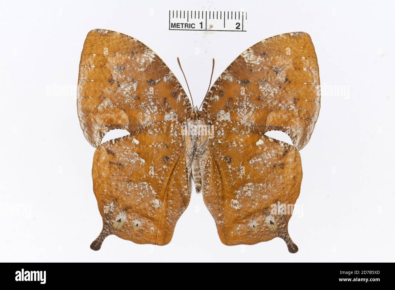 Pinned, Memphis offa (Druce, 1877), Animalia, Arthropoda, Insecta ...