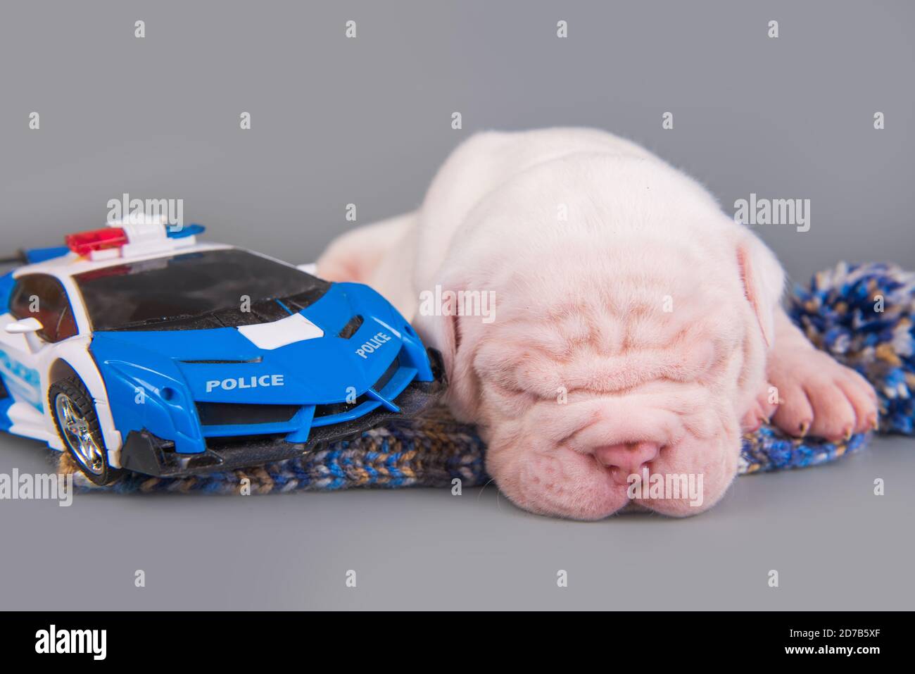 American Bulldog puppy dog with police car Stock Photo - Alamy