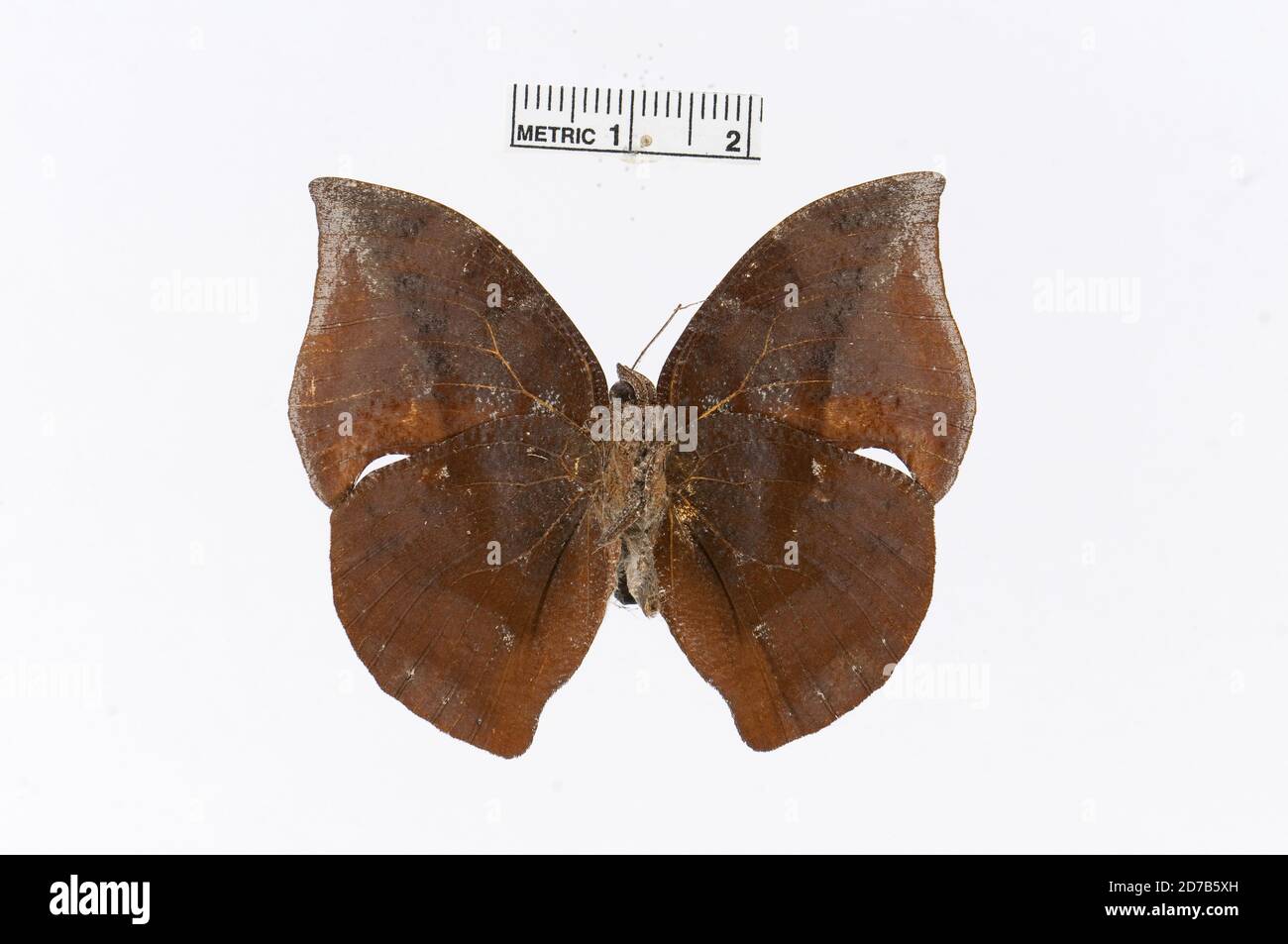 Pinned, Memphis anassa (Felder & Felder, 1862), Animalia, Arthropoda ...