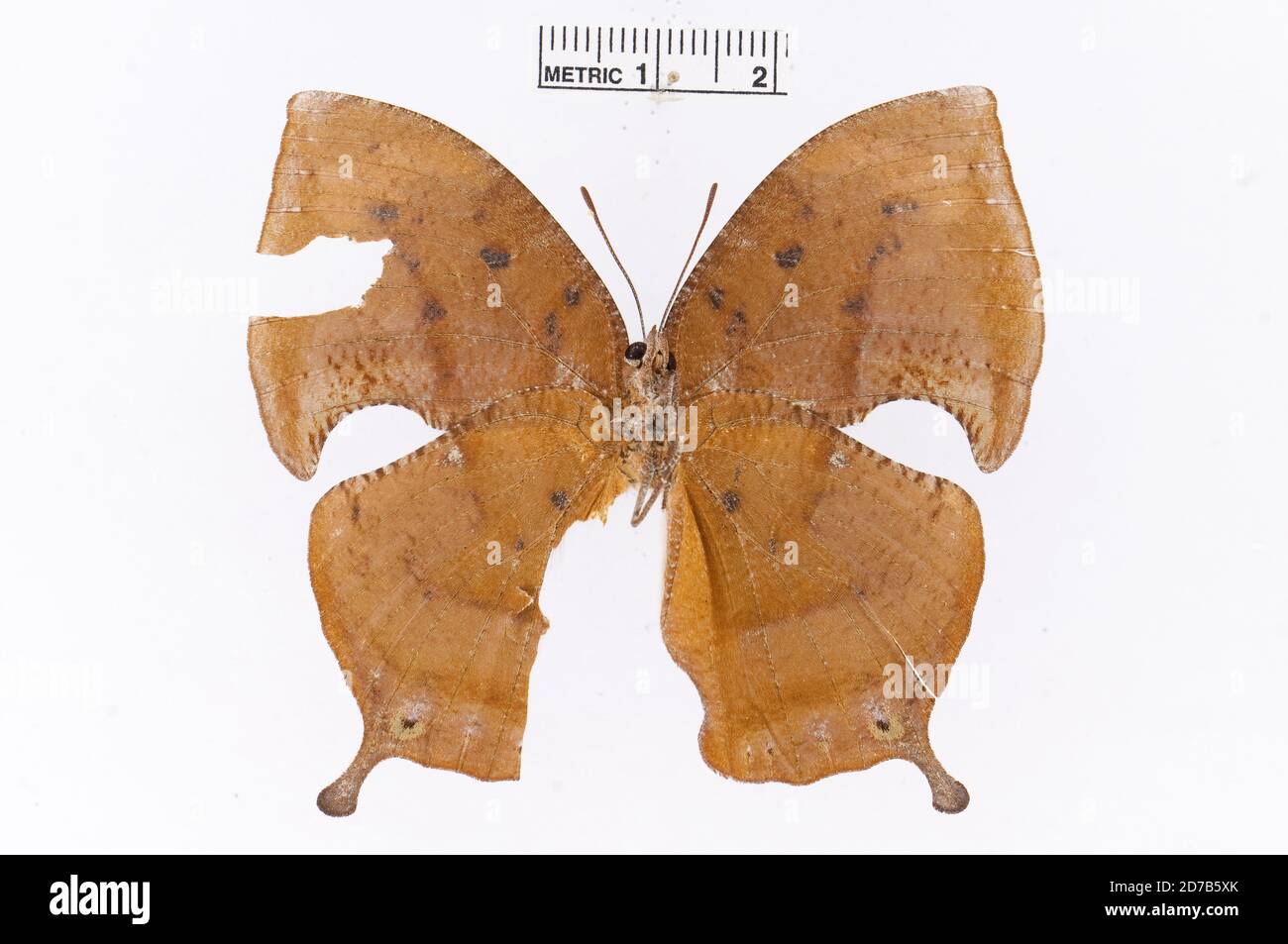 Pinned, Memphis ambrosia (Druce, 1874), Animalia, Arthropoda, Insecta ...