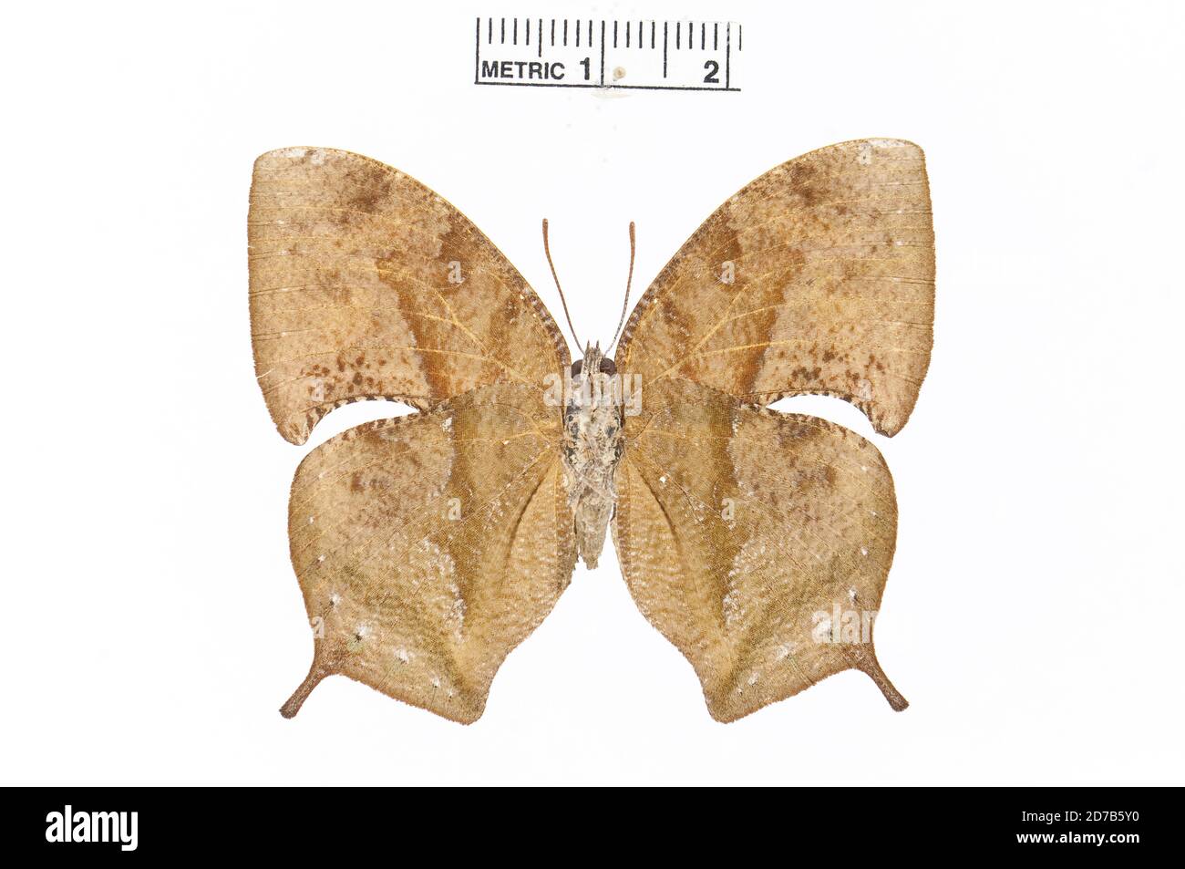 Pinned, Memphis otrere (Hübner, 1825), Animalia, Arthropoda, Insecta ...