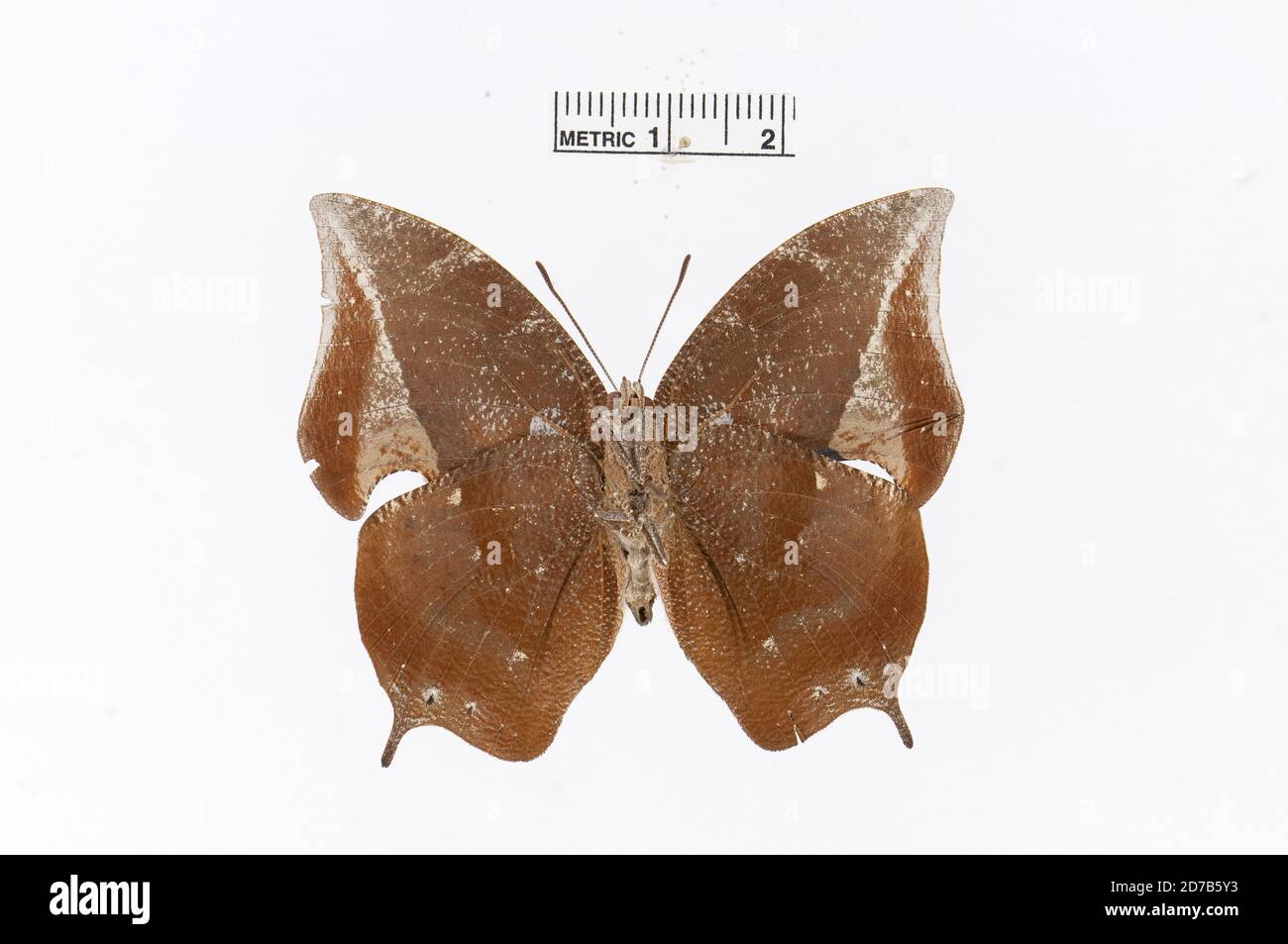 Pinned, Memphis cerealia (Druce, 1877), Animalia, Arthropoda, Insecta ...