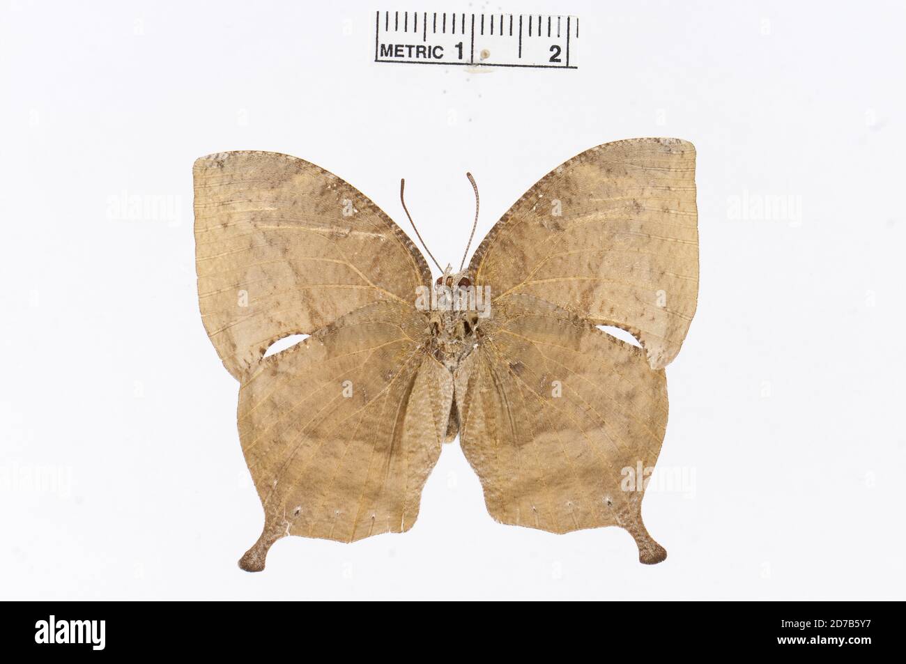 Pinned, Memphis acidalia (Hübner, 1819), Animalia, Arthropoda, Insecta ...