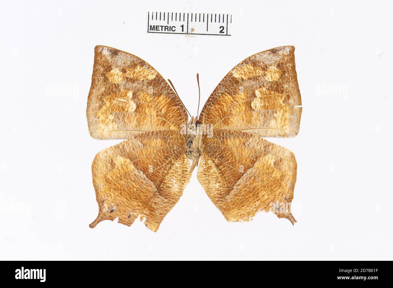Pinned, Fountainea sosippus (Hopffer, 1874), Animalia, Arthropoda ...