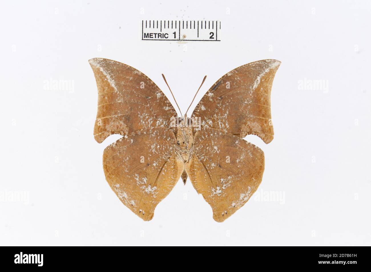 Pinned, Memphis wellingi Miller & Miller, 1976, Animalia, Arthropoda ...