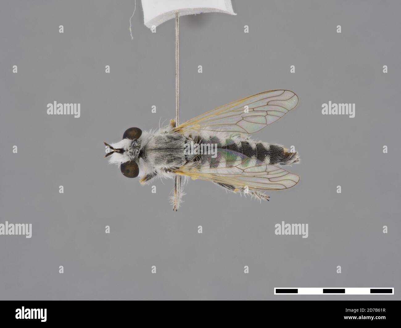 1973 animalia hi-res stock photography and images - Alamy