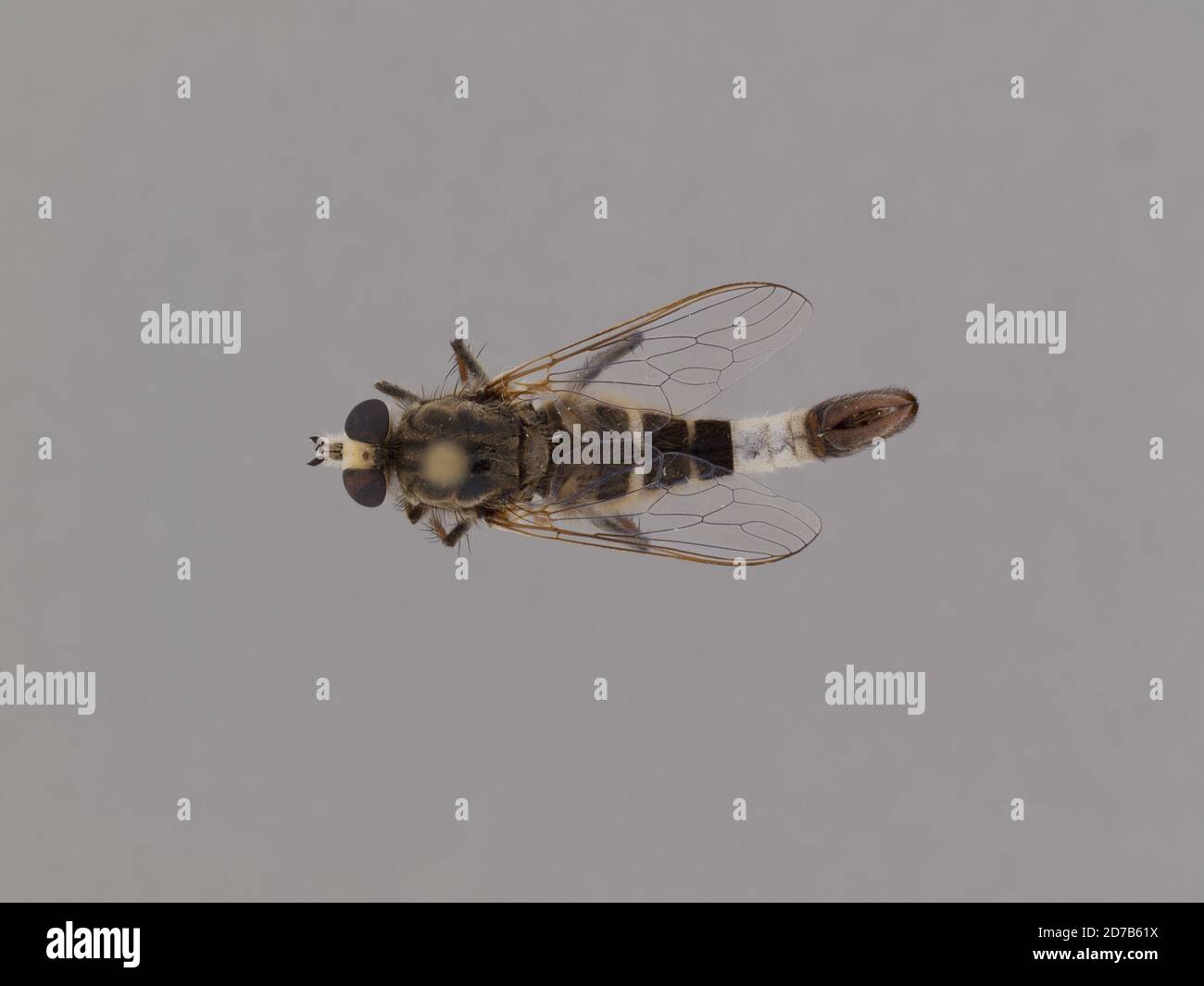 Pinned, Cactus Plain Wilderness Study Area, Swansea Road at aqueduct ...