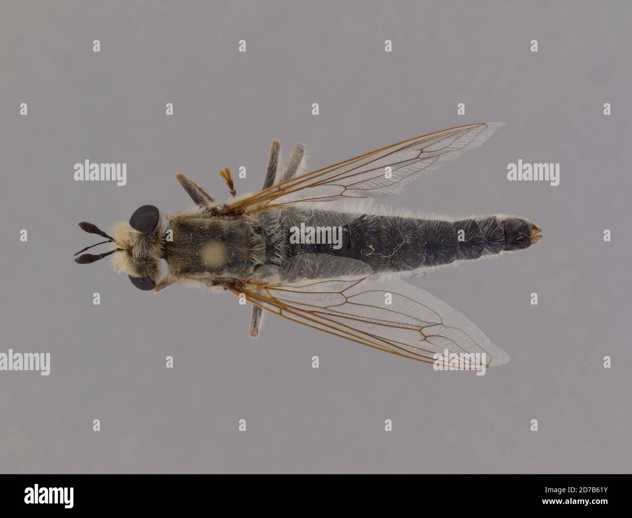Pinned, Swakopmund, S side Swakop River mouth, Erongo, Namibia ...