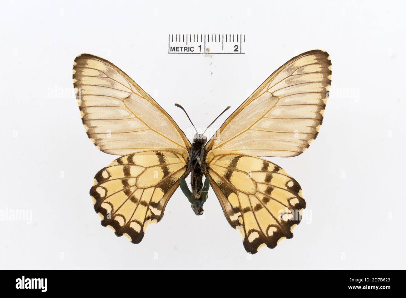 Euryades hi-res stock photography and images - Alamy