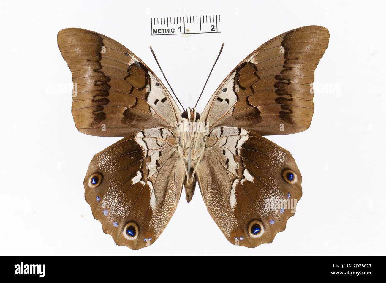 Pinned, Prepona deiphile (Godart, 1824), Animalia, Arthropoda, Insecta ...