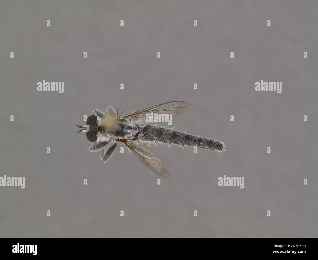 Pinned, Badgingarra National Park, Drummonds Reserve off Bibby Road ...