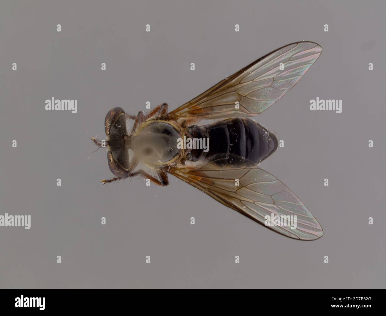 Damalis sp hi-res stock photography and images - Alamy