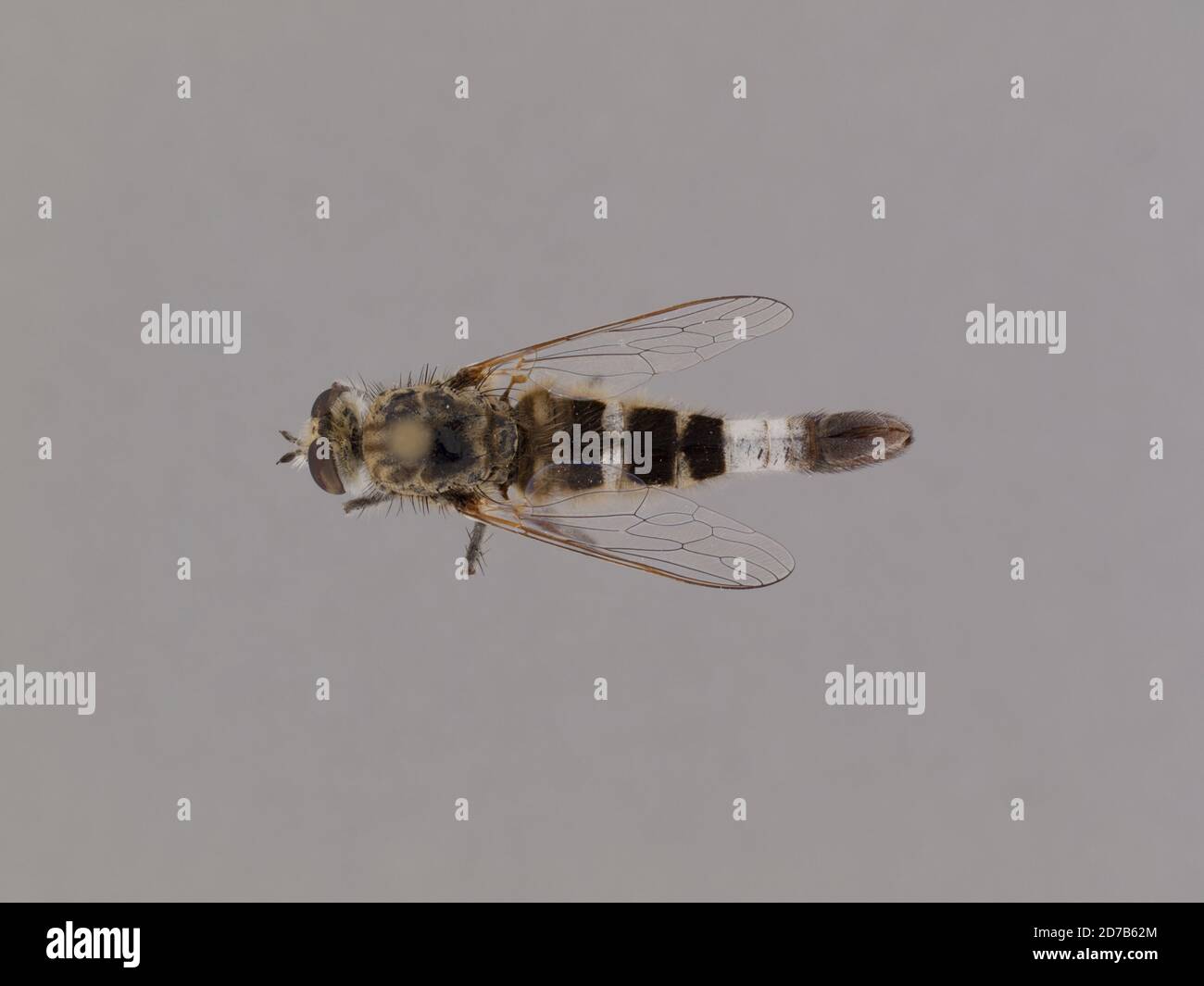 1941 animalia hi-res stock photography and images - Alamy