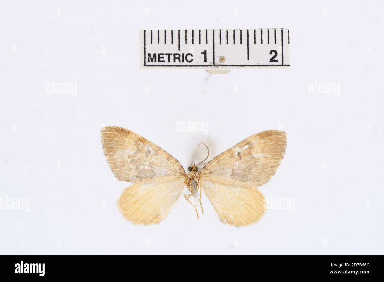 Pinned, Arizona, United States, Glaucopteryx aurata Grote, 1882 ...
