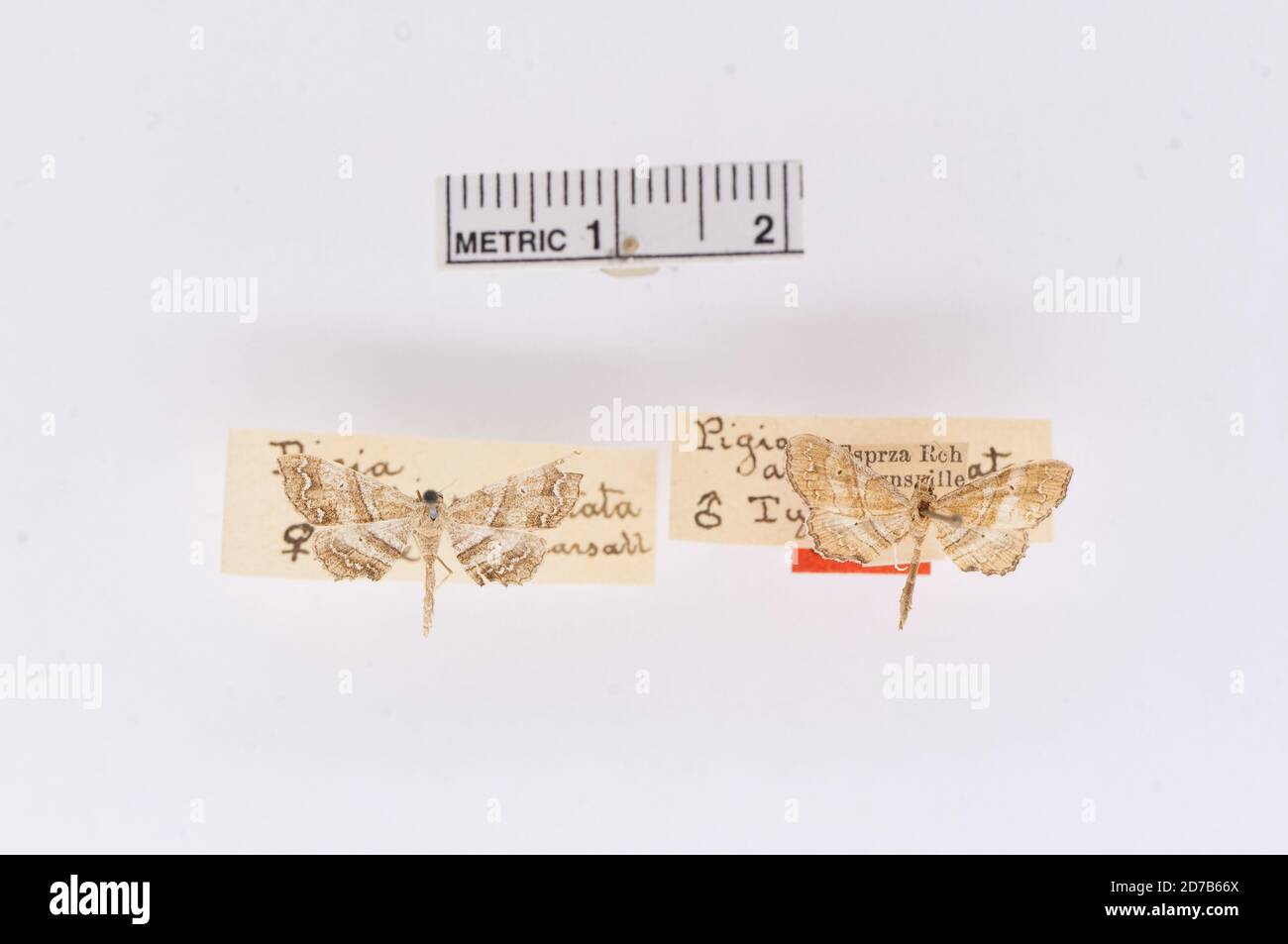 Pinned, Brownsville, Cameron, Texas, United States, Pigia ...