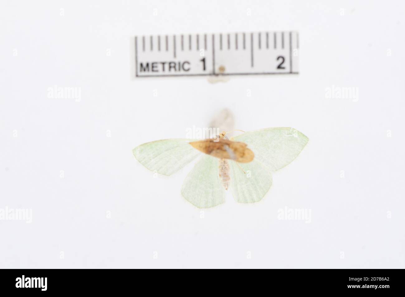 Aplodes coniferaria packard hi-res stock photography and images - Alamy