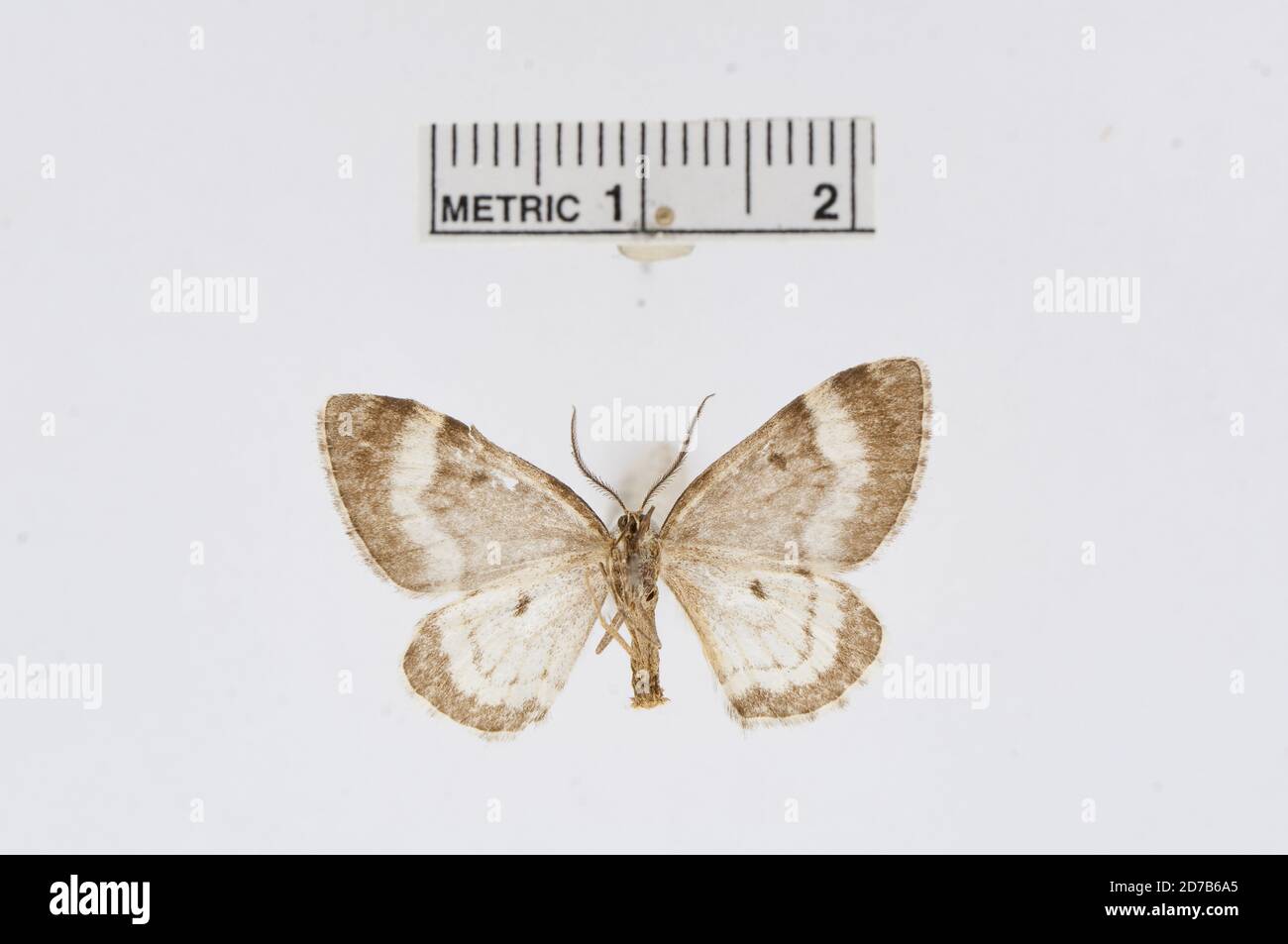 Xanthorhoe circumvallaria taylor hi-res stock photography and images ...