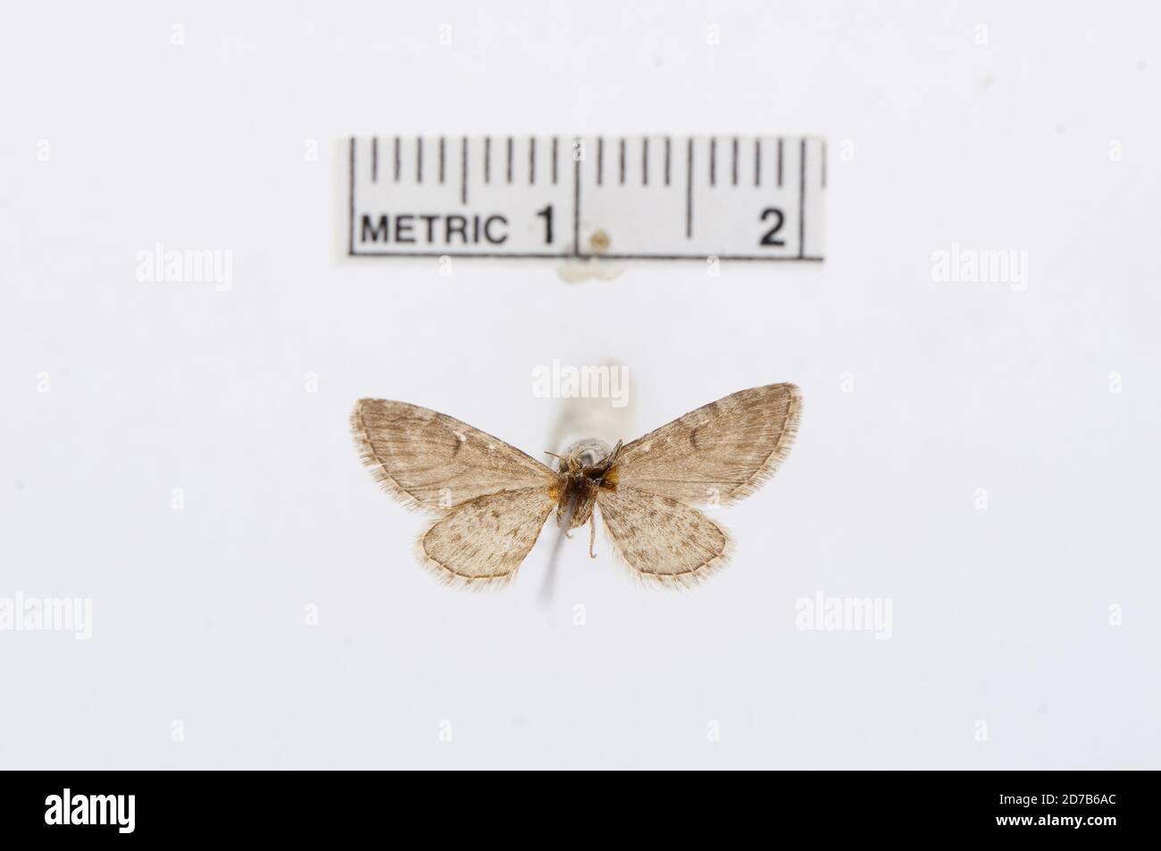 Pinned, Windermere, British Columbia, Canada, Eupithecia compactata ...