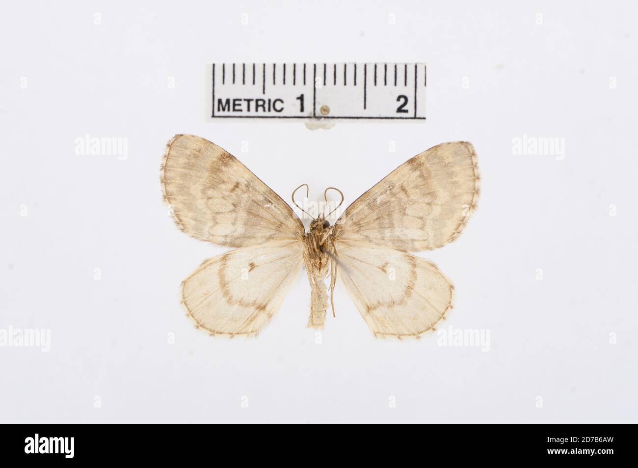 Pinned, British Columbia, Canada, Hydriomena columbiata Taylor, 1906 ...