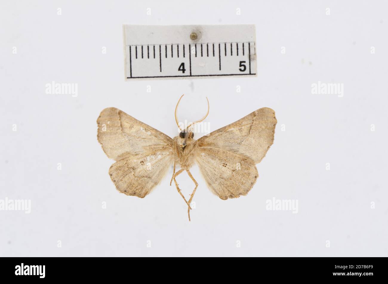 Stenaspilates egregiata pearsall hi-res stock photography and images ...