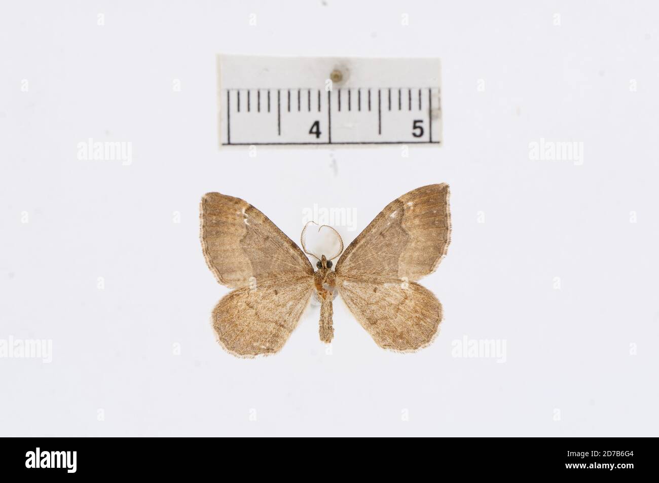 Pinned, White Mountains, Arizona, United States, Xanthorhoe dentilinea ...