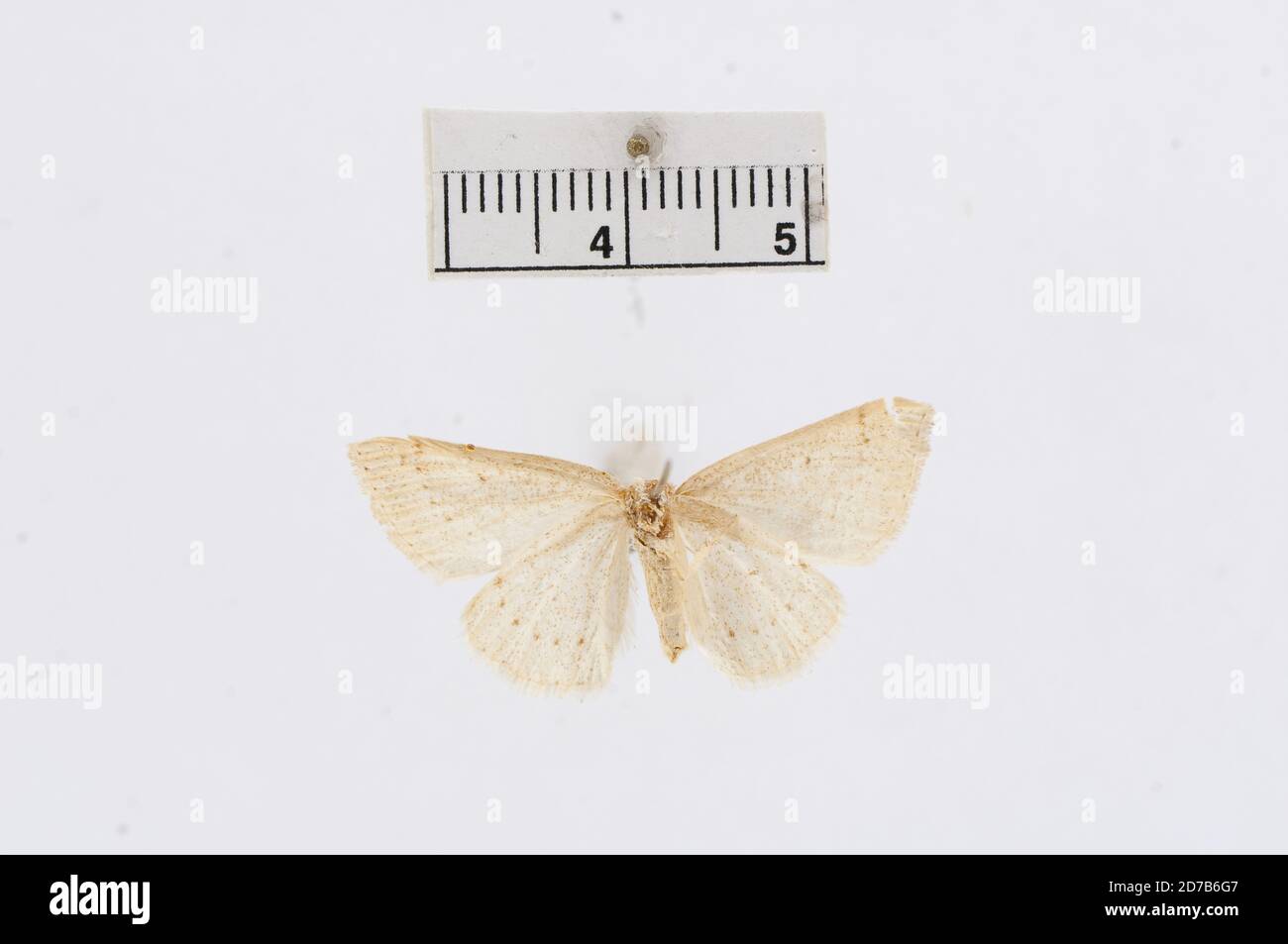 Pinned, Am. Bor., Tephrina detersata Guenee, 1858, Animalia, Arthropoda ...