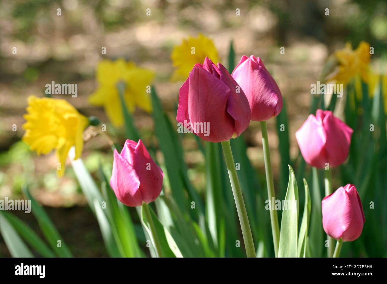 Tulips and daffodils blooming in a New England garden in Spring Stock ...