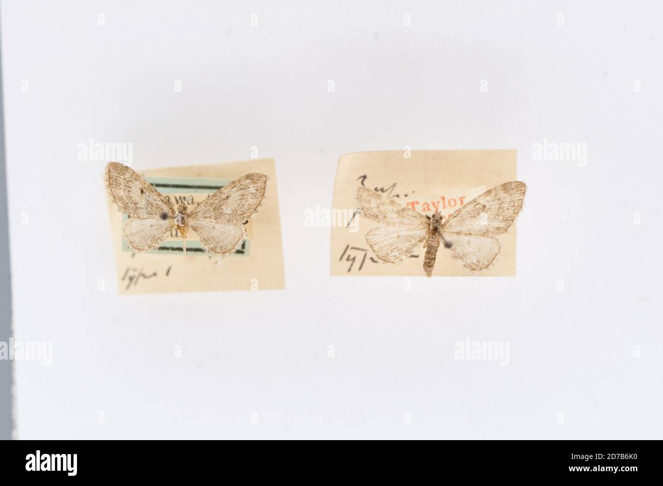 Pinned, Ottawa, Ontario, Canada, Eupithecia fasciata Taylor, 1910 ...