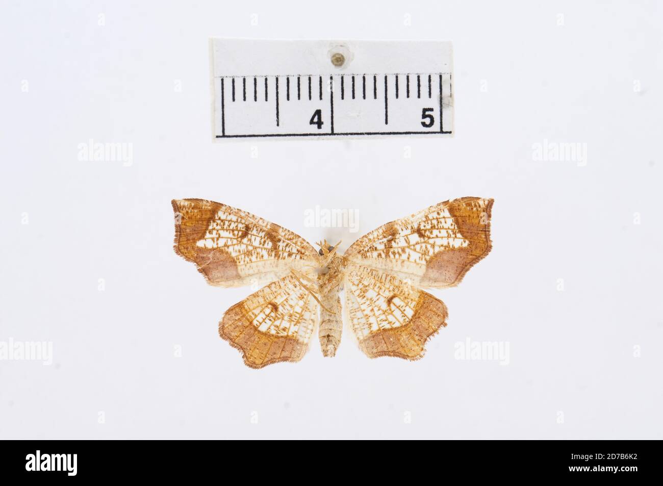 Pinned, Am bor., Hyperetis exsinuaria Guenee, 1858, Animalia ...