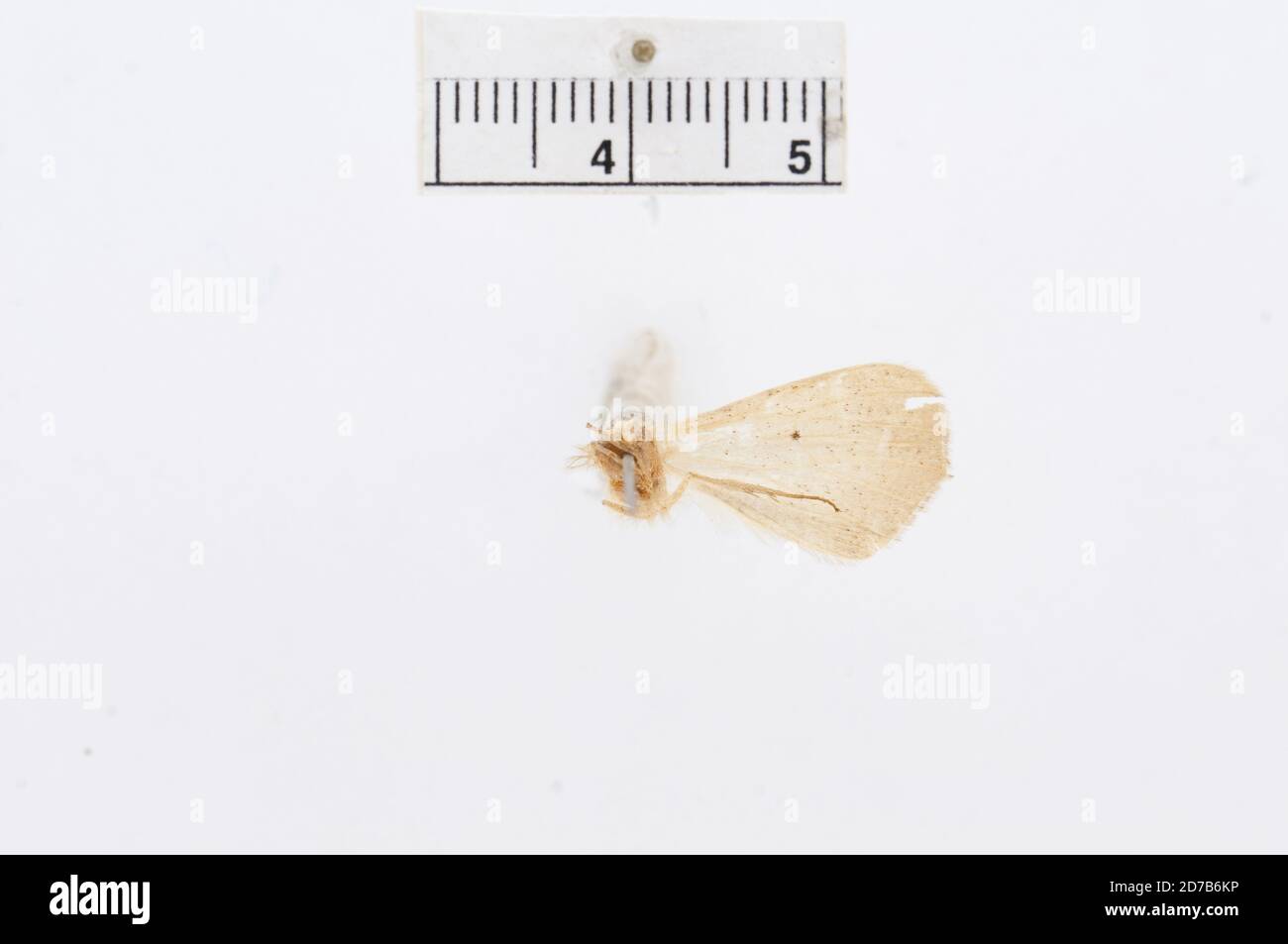 Synaxis fuscata hulst hi-res stock photography and images - Alamy