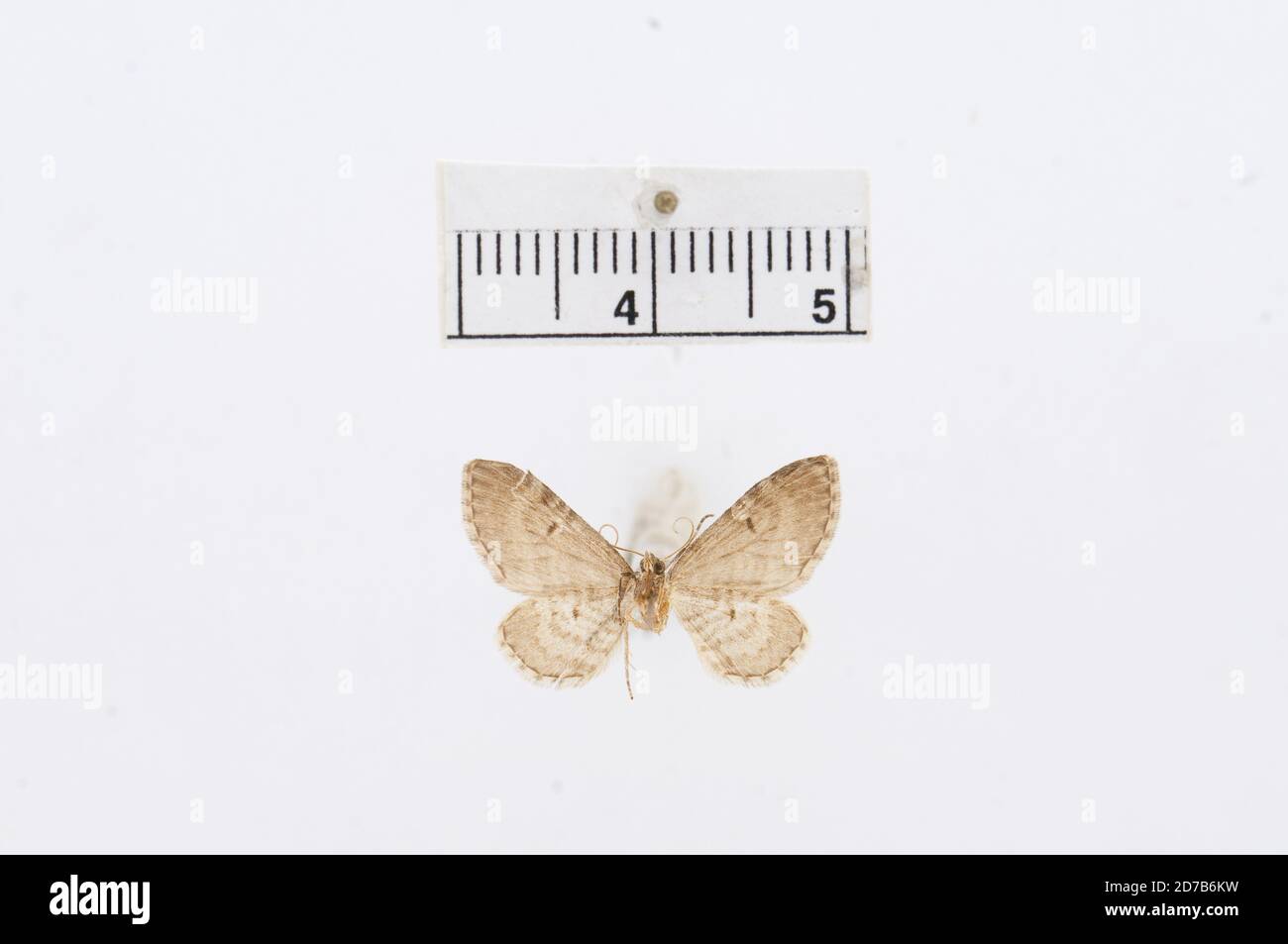 Pinned, Ottawa, Ontario, Canada, Eupithecia gibsonata Taylor, 1910 ...