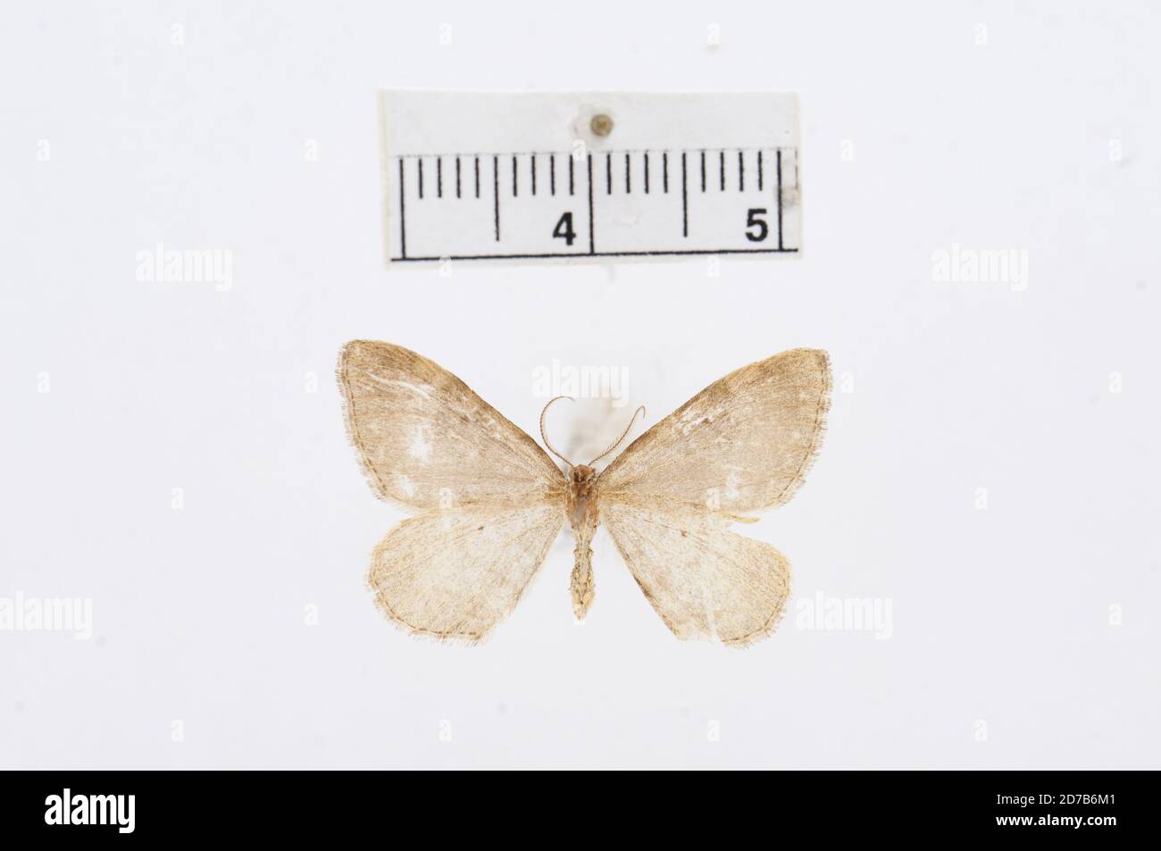 Xanthorhoe fossaria taylor hi-res stock photography and images - Alamy