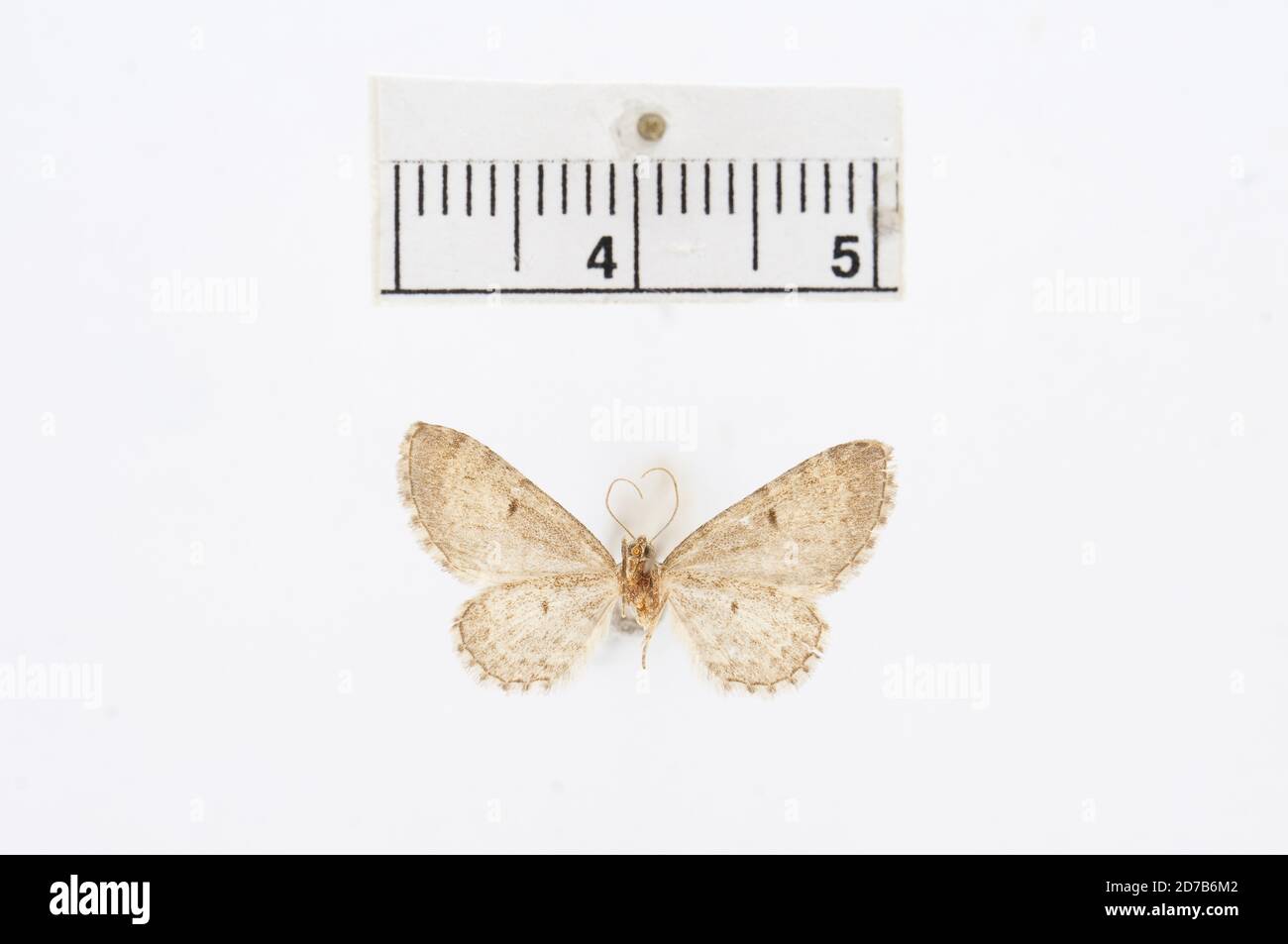 Pinned, Ottawa, Ontario, Canada, Eupithecia fumata Taylor, 1910 ...