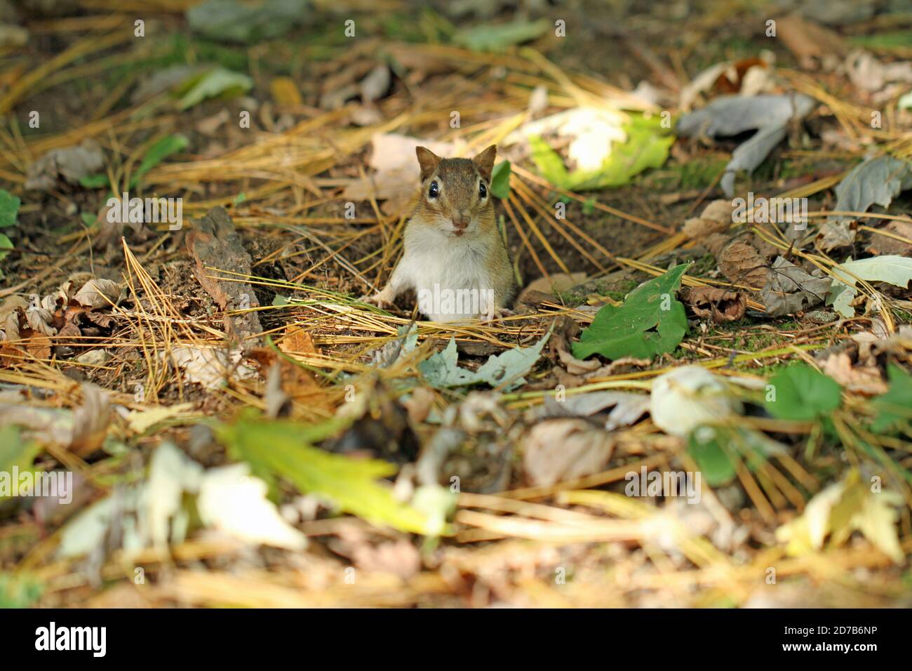 Chipmunk nest hi-res stock photography and images - Alamy