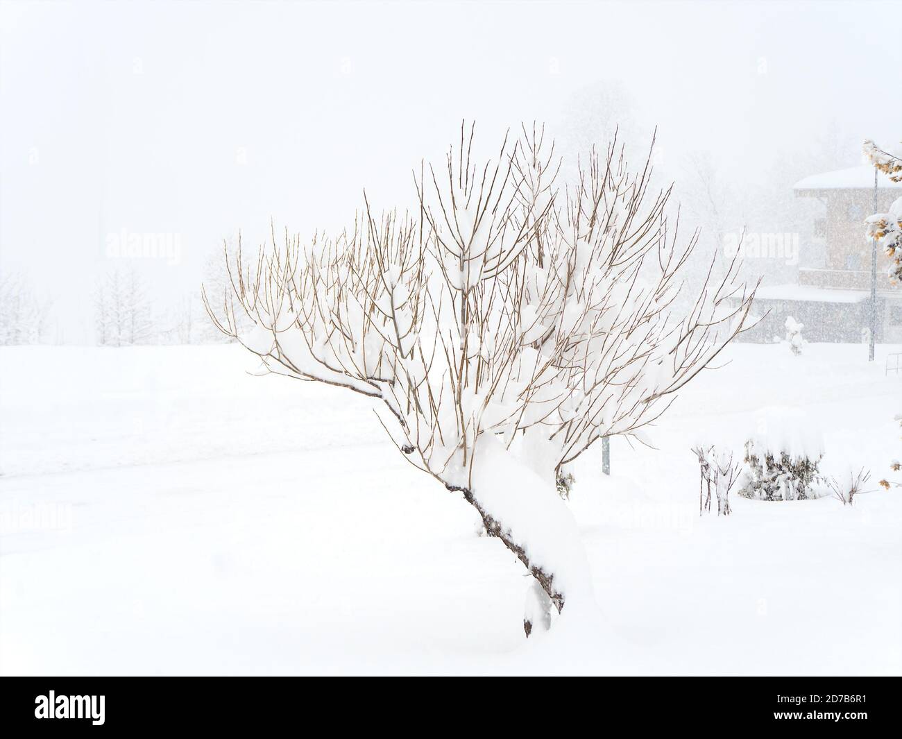 Tree covered with snow in a snowy glade on a foggy day during heavy ...