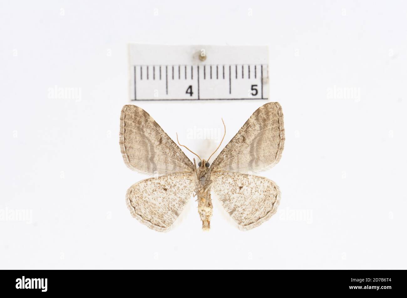 Digramma imparilata ferguson hi-res stock photography and images - Alamy