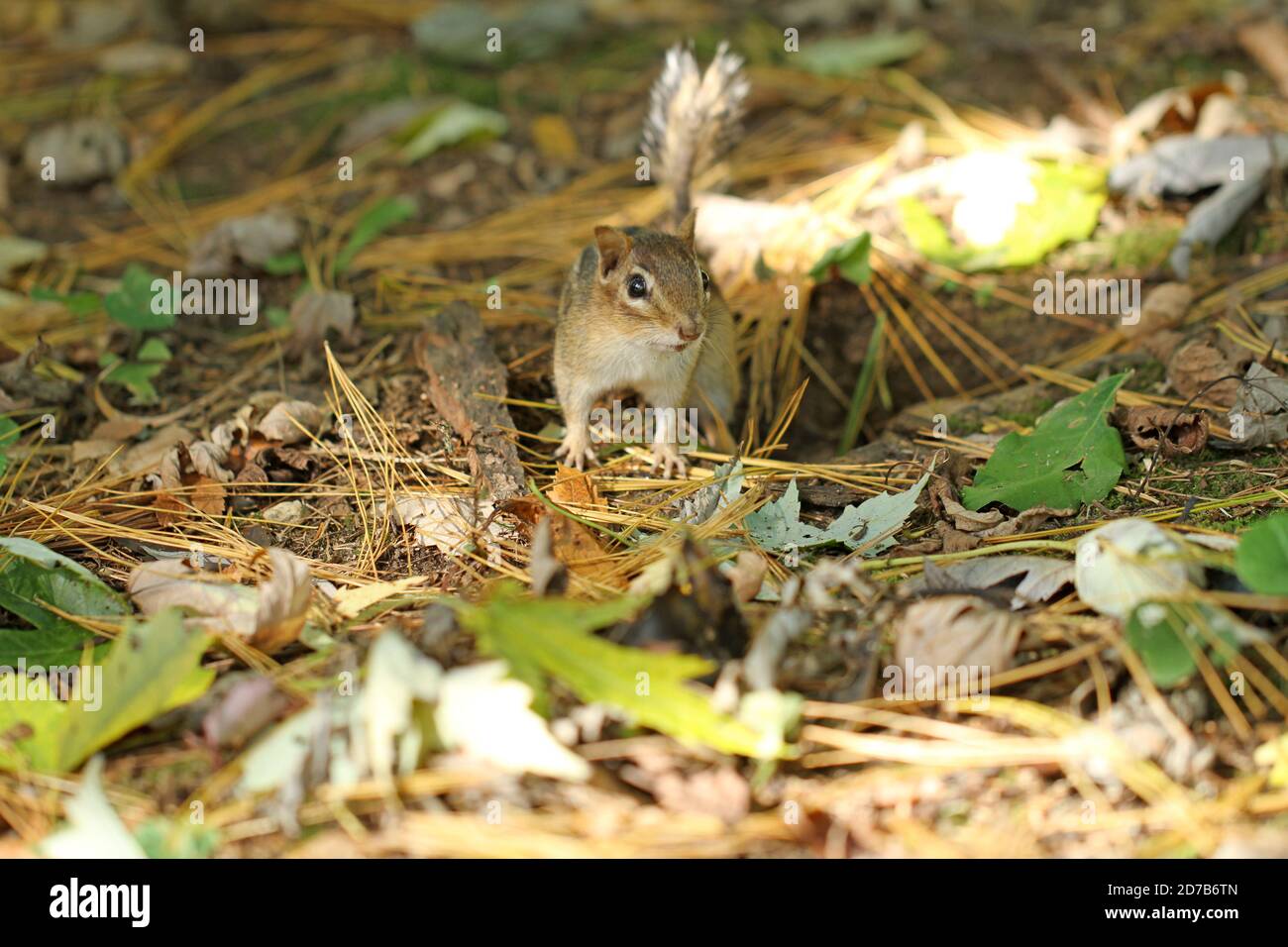 Eastern Chipmunk Burrow