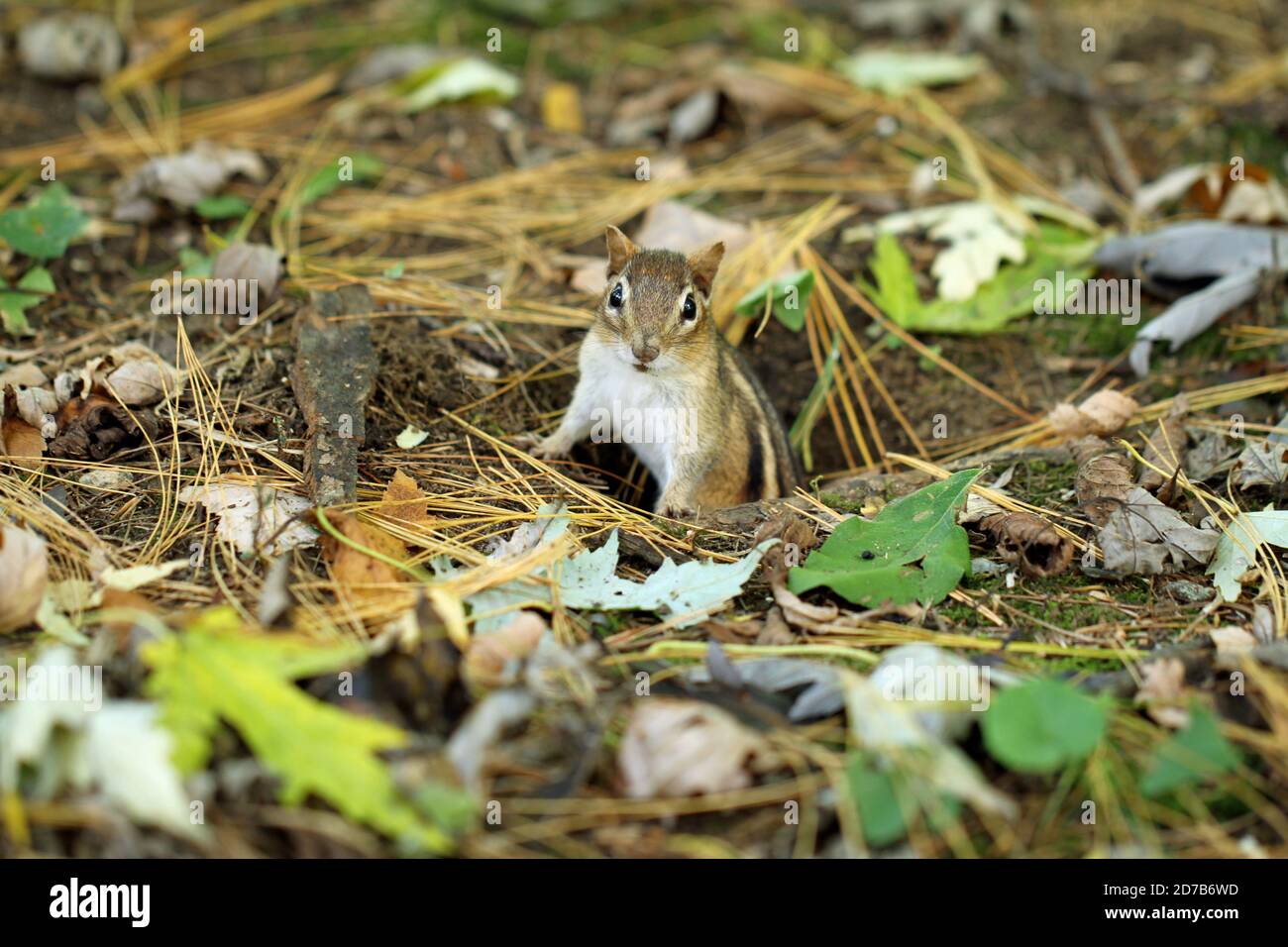 Eastern chipmunk photography hi-res stock photography and images - Alamy