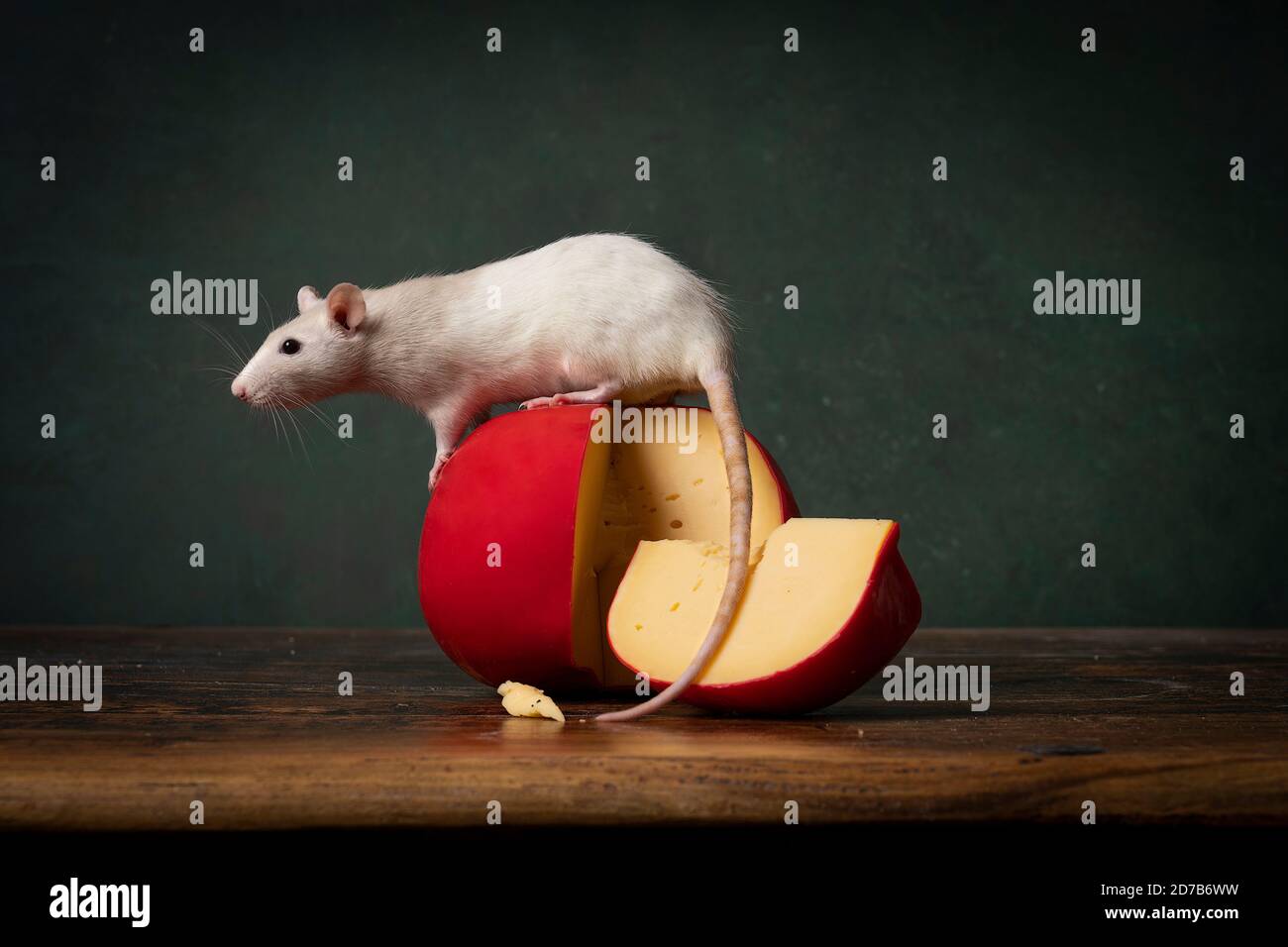 A Cute white rat sitting on a red Edam cheese stillife green background ...