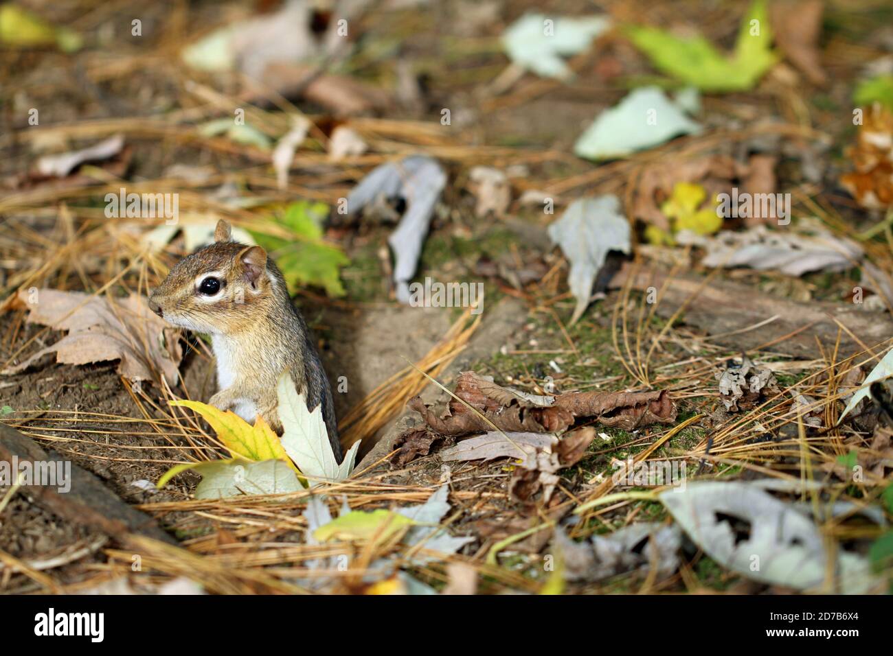 A well-camouflaged Eastern chipmunk (Tamias striatus) emerging from its ...